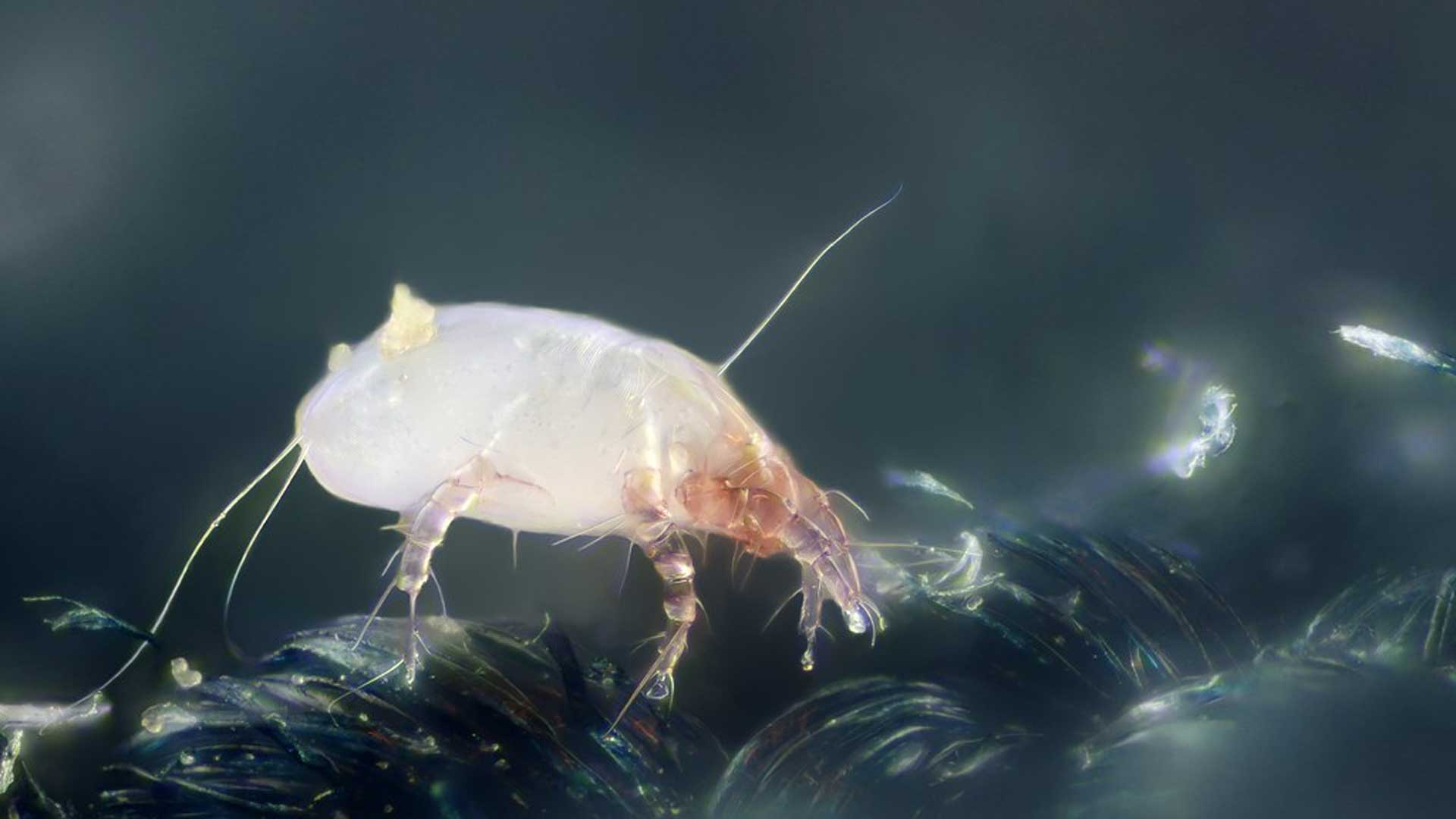 White Mites on Phone: Let's Talk About These Tiny White Bugs! - Bug Wisdoms