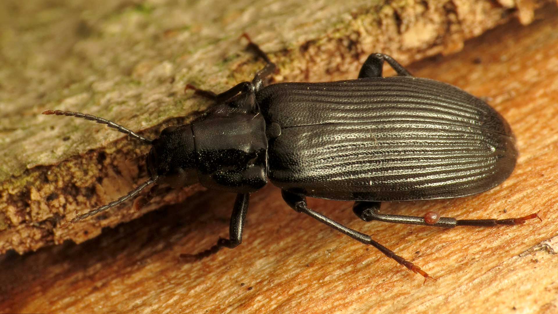 Do Darkling Beetles Bite? Here's An Overview - Bug Wisdoms