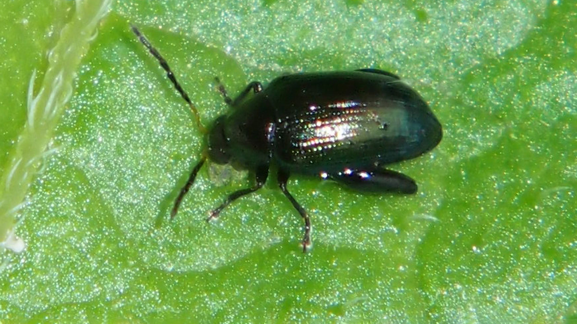 Bugs that Look Like Chia Seeds: Flax & Sesame Seed Lookalikes - Bug Wisdoms